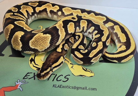 Orange Dream Het Pied Ball Python by KLA Exotics