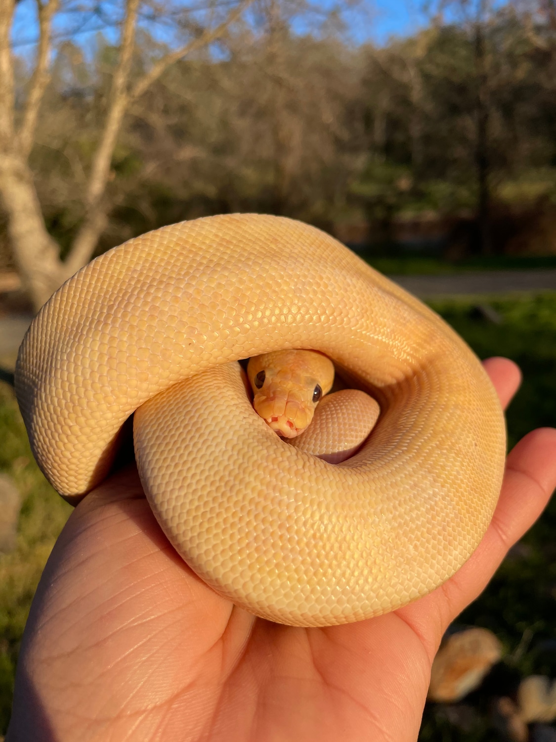 Banana Cinnamon Pinstripe Pastel 66% Het Clown Ball Python by Killer ...