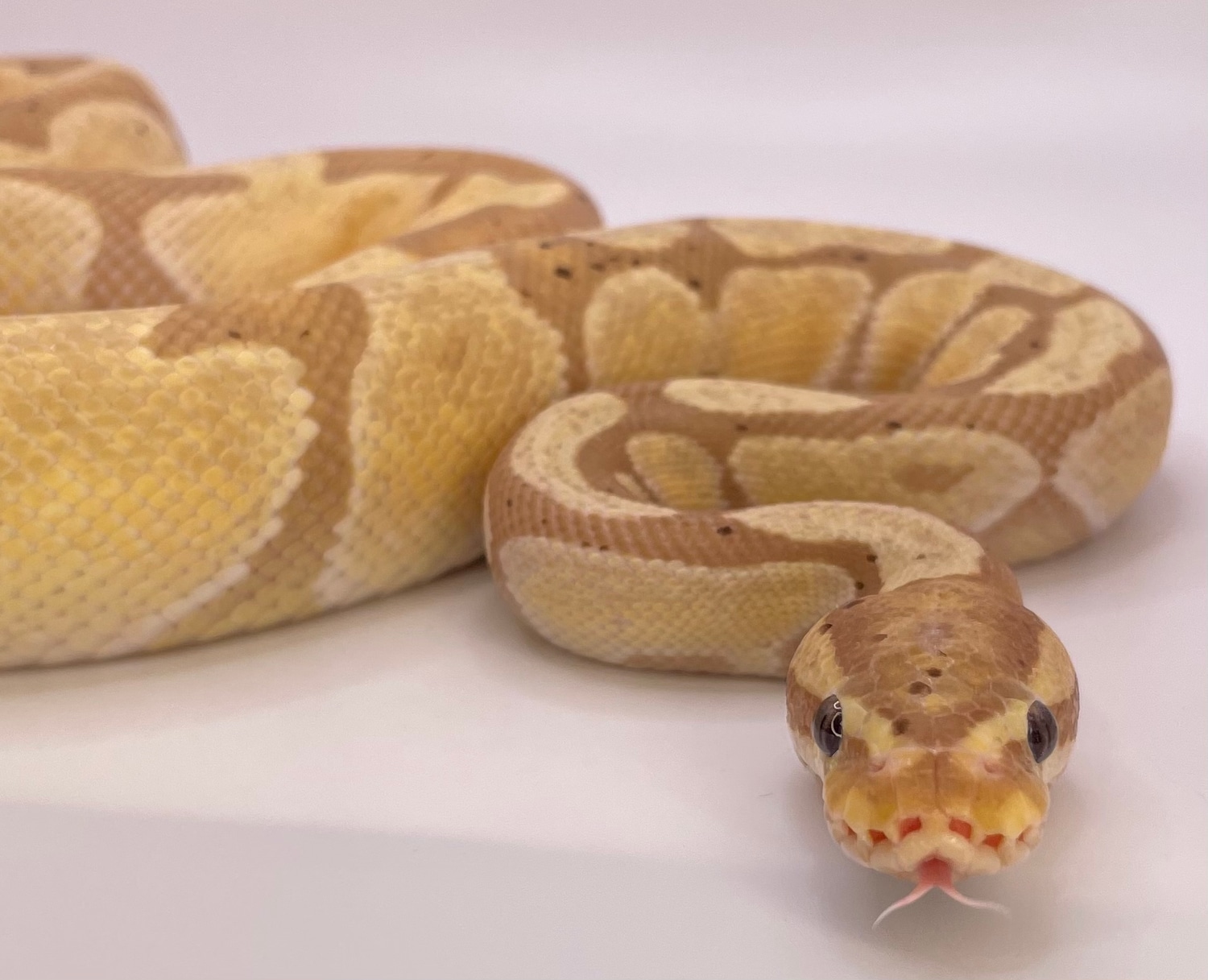 RTB Coral Glow Ball Python by Killer Clutches - MorphMarket