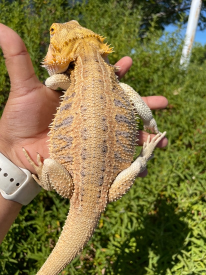 Citrus Genetic Stripe Blue Bar Central Bearded Dragon by Killer Clutches