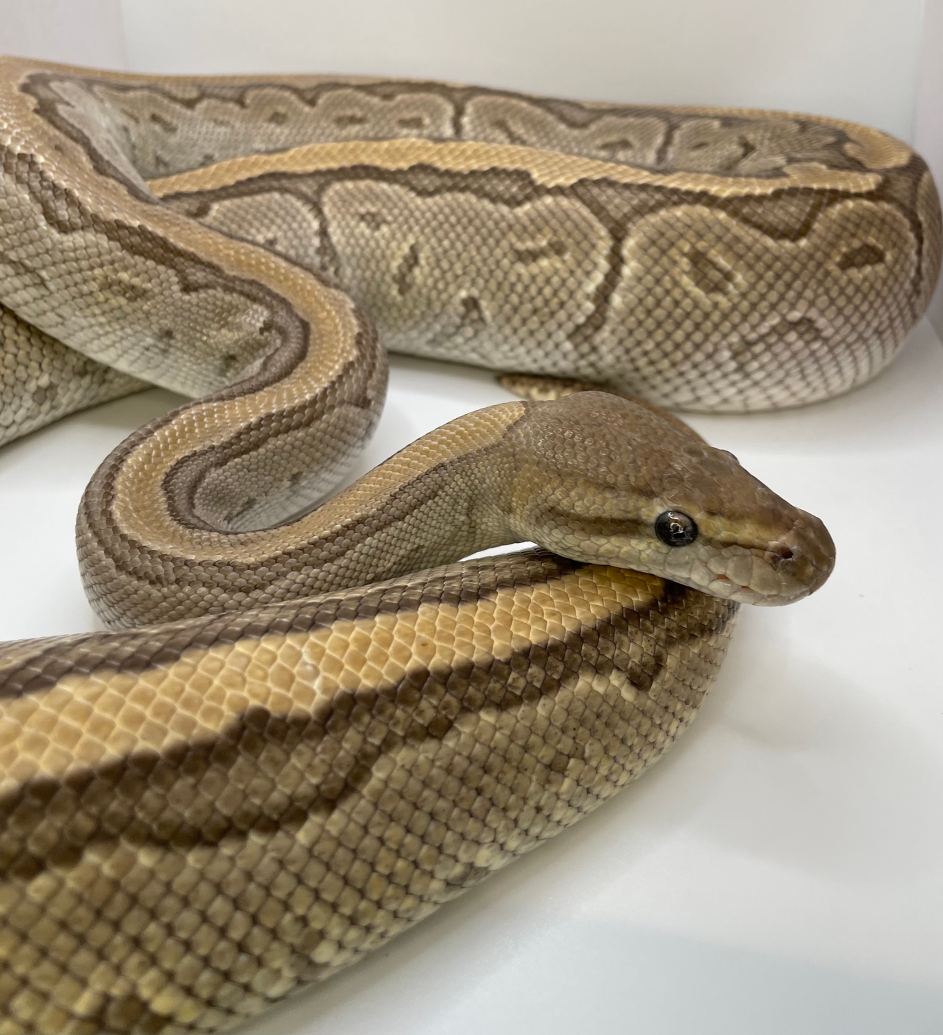 PROVEN Hypo Jigsaw Ball Python by Killer Clutches - MorphMarket