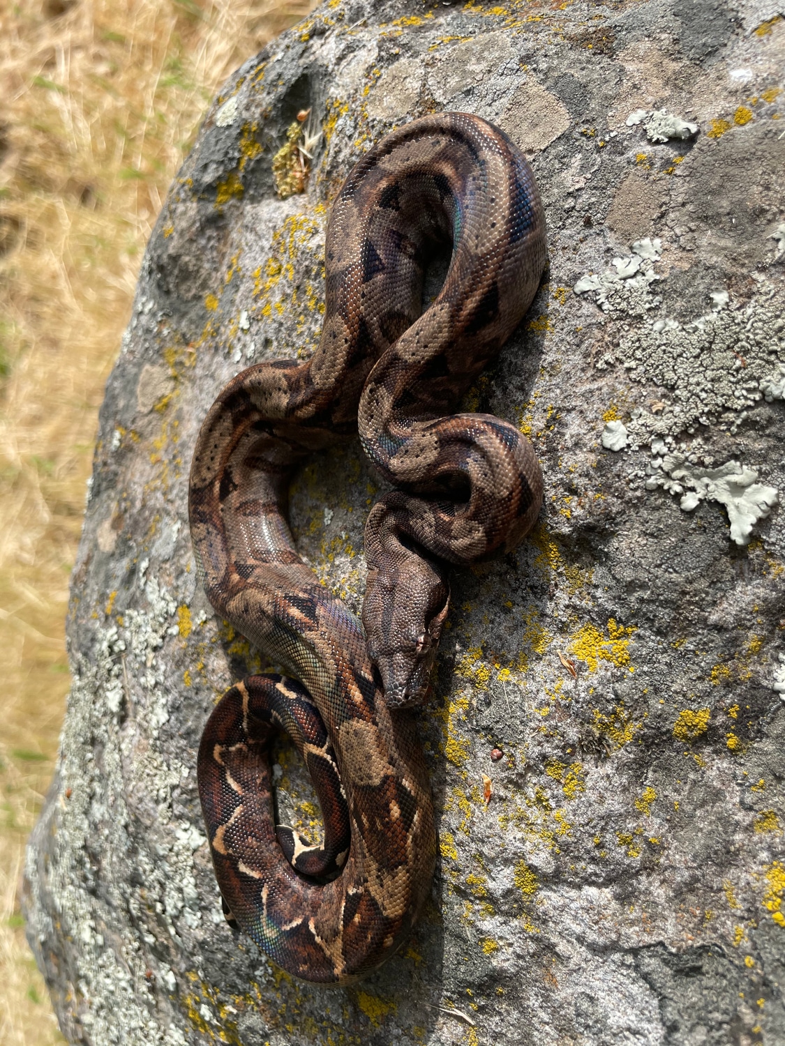 Pure Nicaraguan Boa 100% Het Type 2 Anery Boa Constrictor by Killer ...