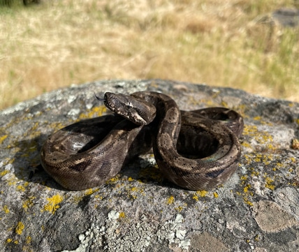 Pure Nicaraguan Boa Type 2 Anery Ghost Boa Constrictor by Killer ...
