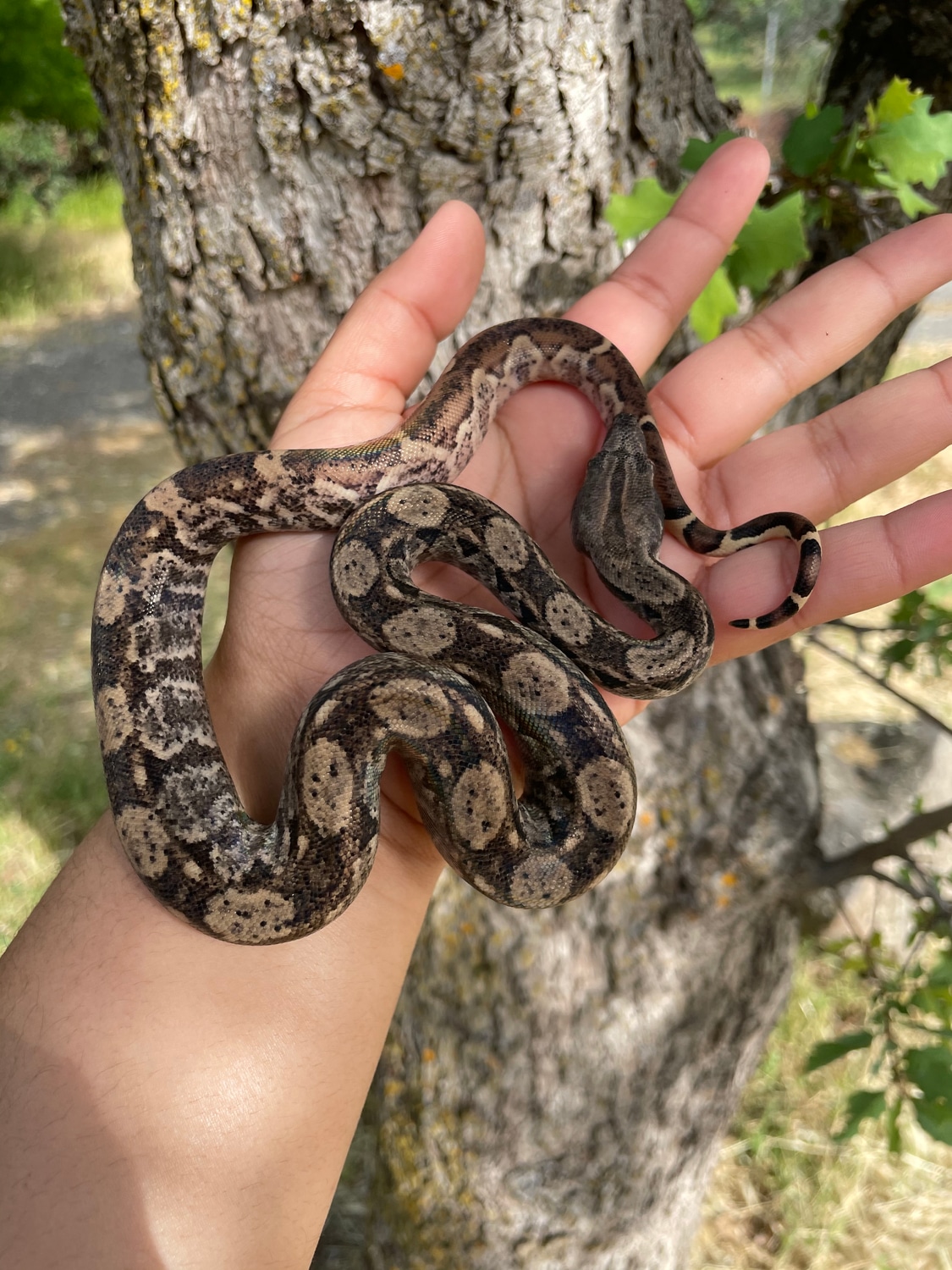 Pure Nicaraguan Boa Type 2 Anery Boa Constrictor by Killer Clutches ...