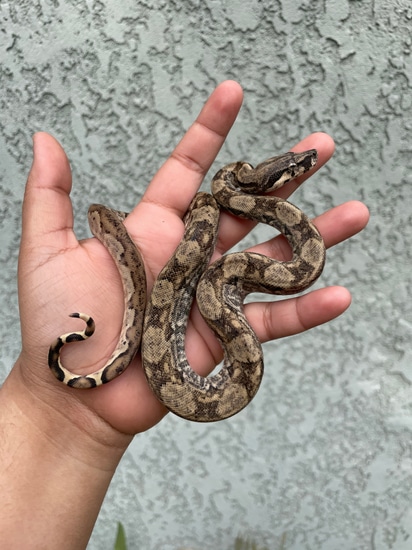 Pure Nicaraguan Boa Type 2 Anery Ghost Boa Constrictor by Killer Clutches