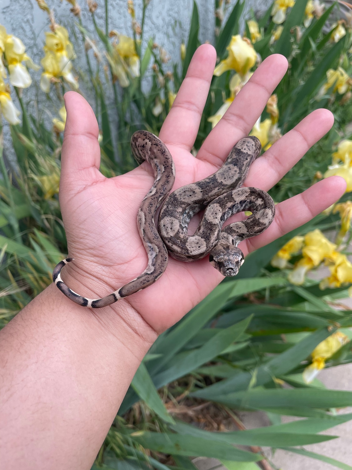 Pure Nicaraguan Boa Type 2 Anery Ghost Boa Constrictor by Killer ...