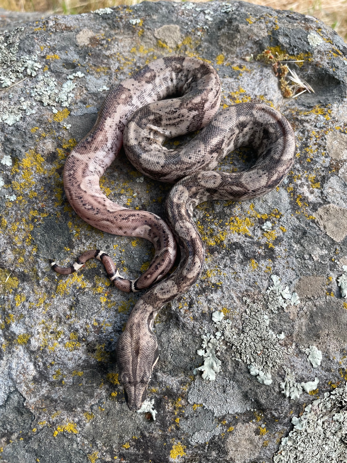 Pure Nicaraguan Boa Type 2 Anery Ghost Boa Constrictor by Killer ...