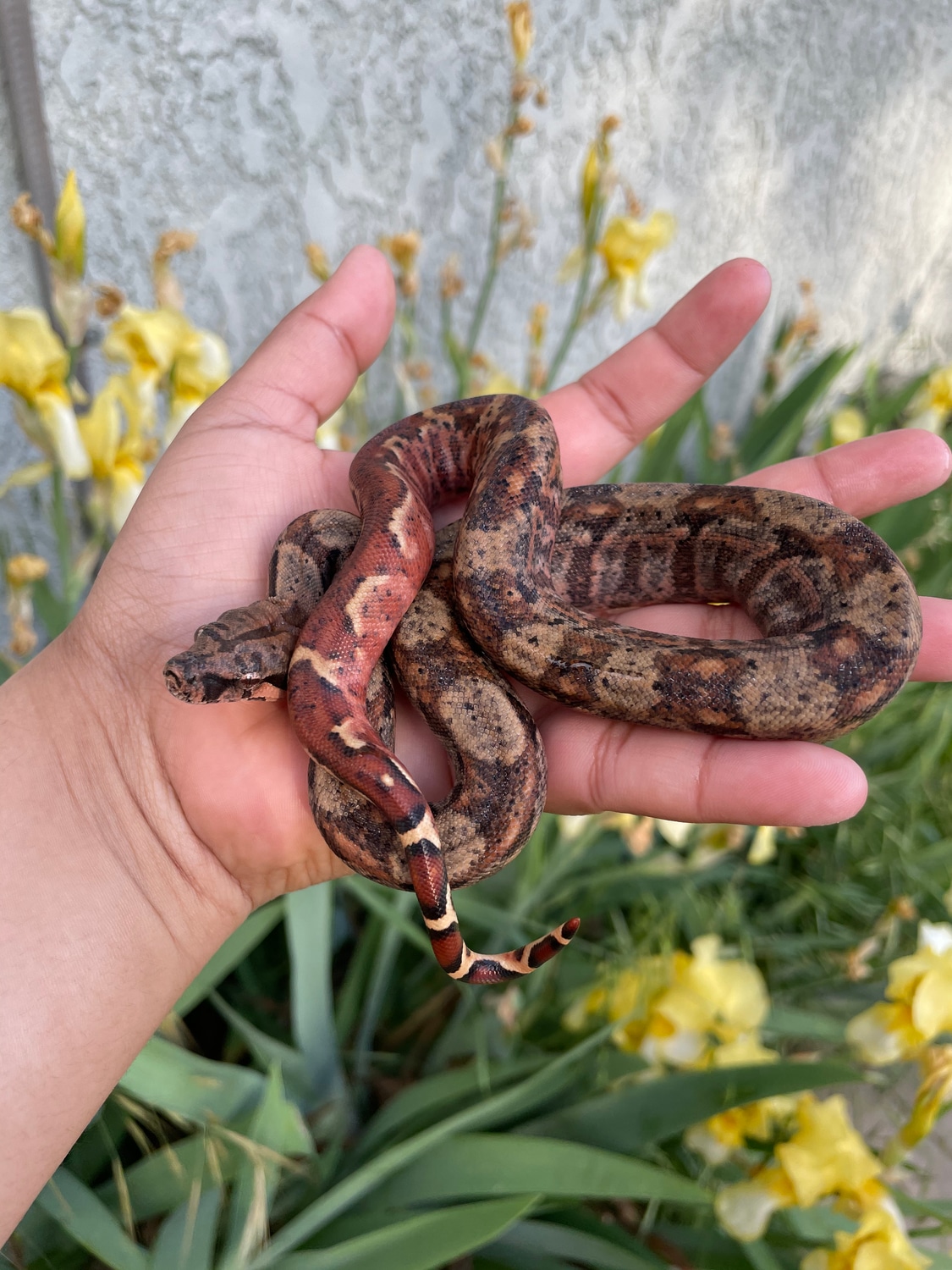 Pure Nicaraguan Boa Hypo 100% Het Type 2 Anery Boa Constrictor by ...