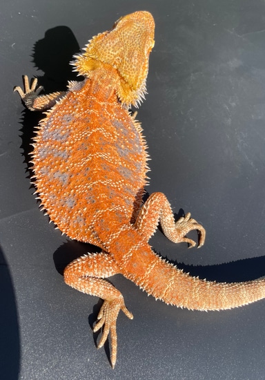 50% Red Monster Tiger 100% Het Hypo Pos Het Trans Central Bearded ...