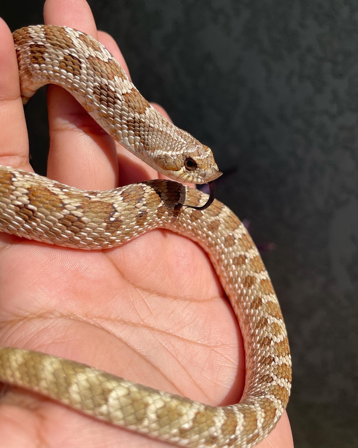 Green Phase Western Hognose by Killer Clutches - MorphMarket