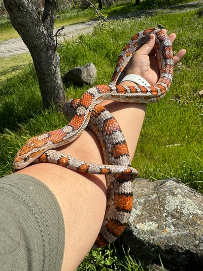 Okeetee Adult Corn Snake by Killer Clutches
