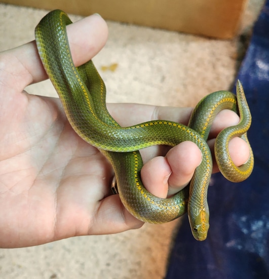 Stunning Male Aurora House Snake by Blackstone exotics