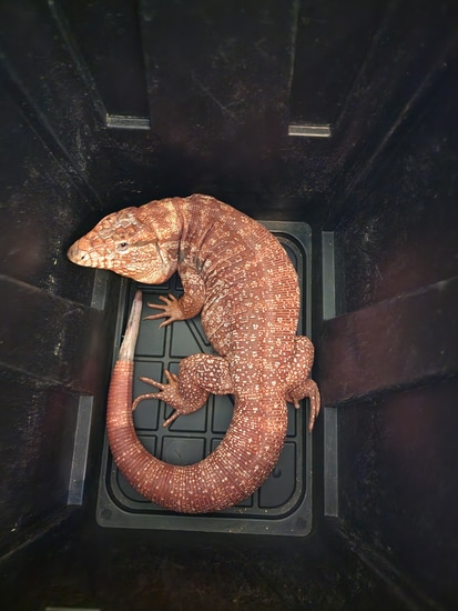 Red Tegu Argentine Tegus by Blackstone exotics