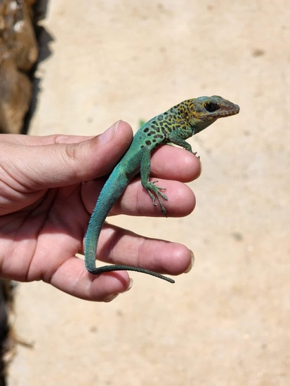 Beautiful Anolis Marmoratus Trois Rivières Anole by Blackstone exotics