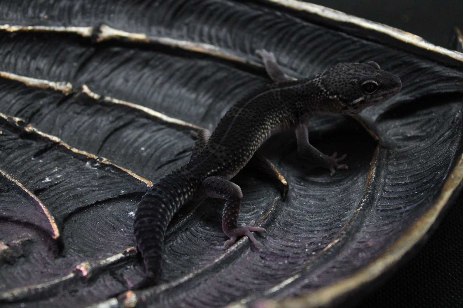 Black Night Leopard Gecko by LeviathanExoticsFL - MorphMarket