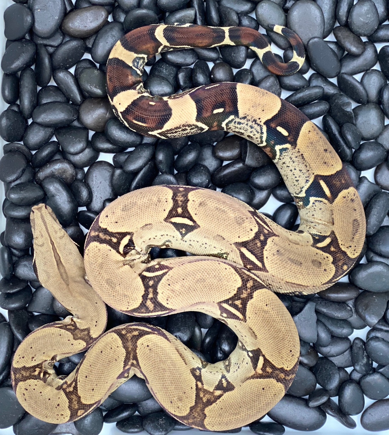 Iquitos Peruvian True Red-tailed Boa Constrictor by Fang N Claw ...