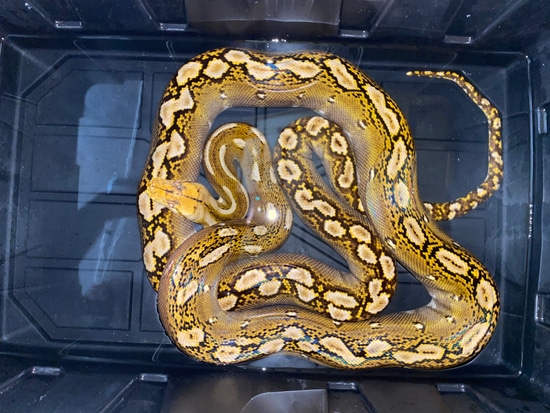 Phantom Female Retic Poss Het Purple Albino Reticulated Python by House ...