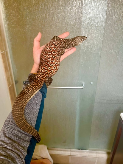 Red Ackie Monitor Hatchlings by Mother of Dragons Monitor Lizards