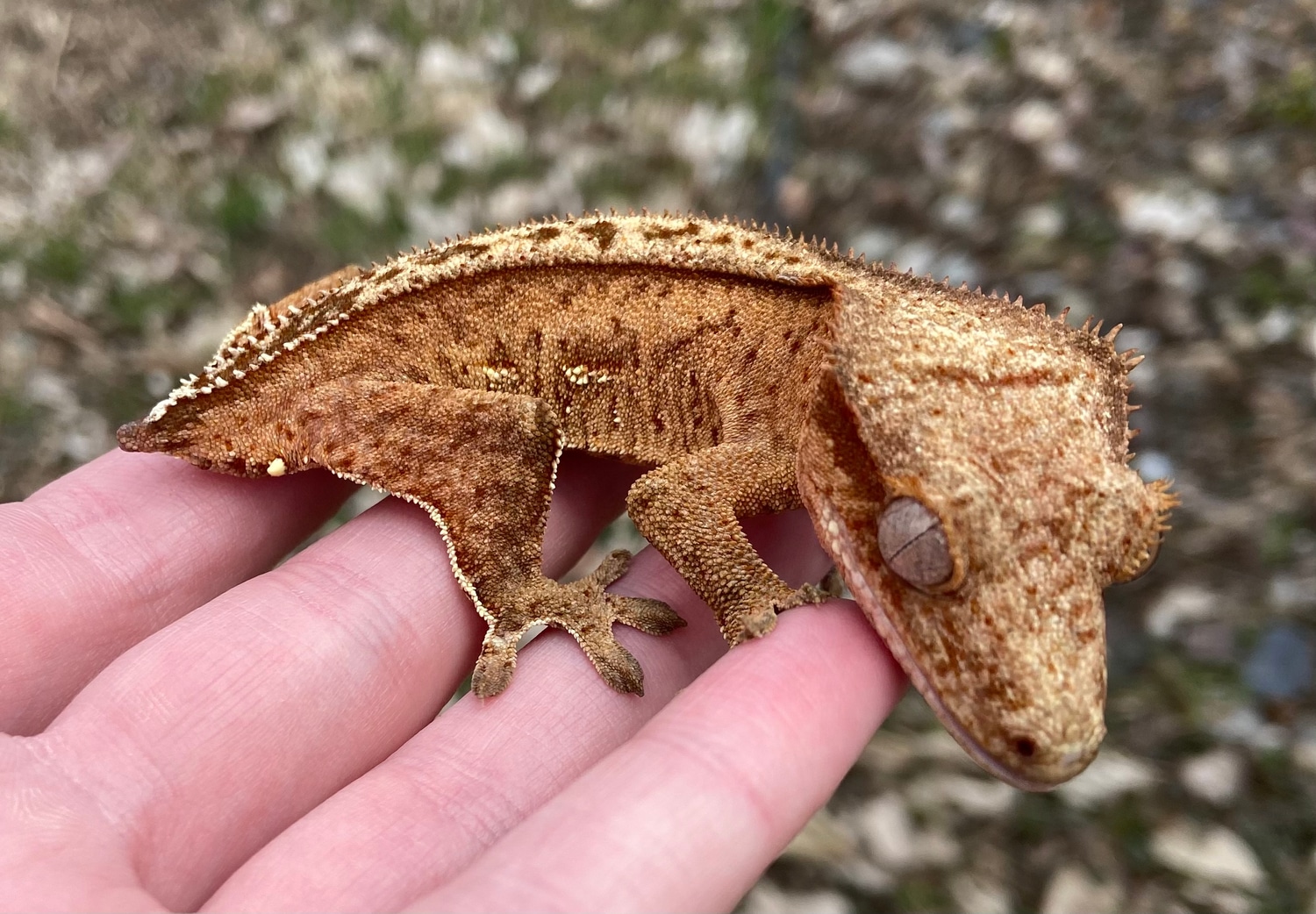Male Phantom Pinstripe Crested Gecko by M&K Cresties & More - MorphMarket