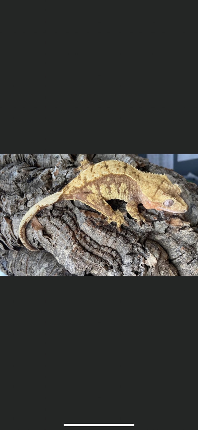 Element- Pink Proven Female Crested Gecko by M&K Cresties & More ...