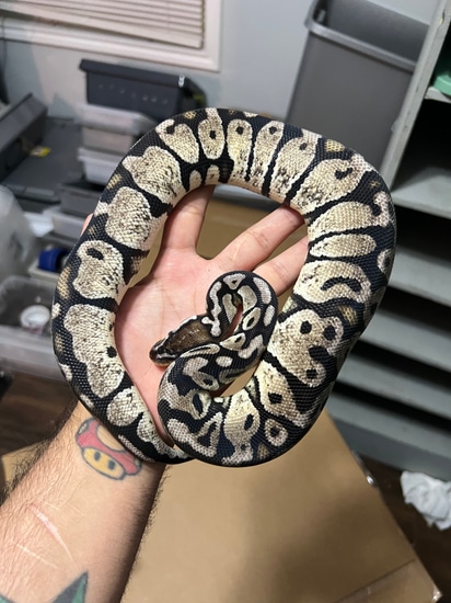 Pastel Axanthic TSK Het Hypo Ball Python by DayBreak Exotics