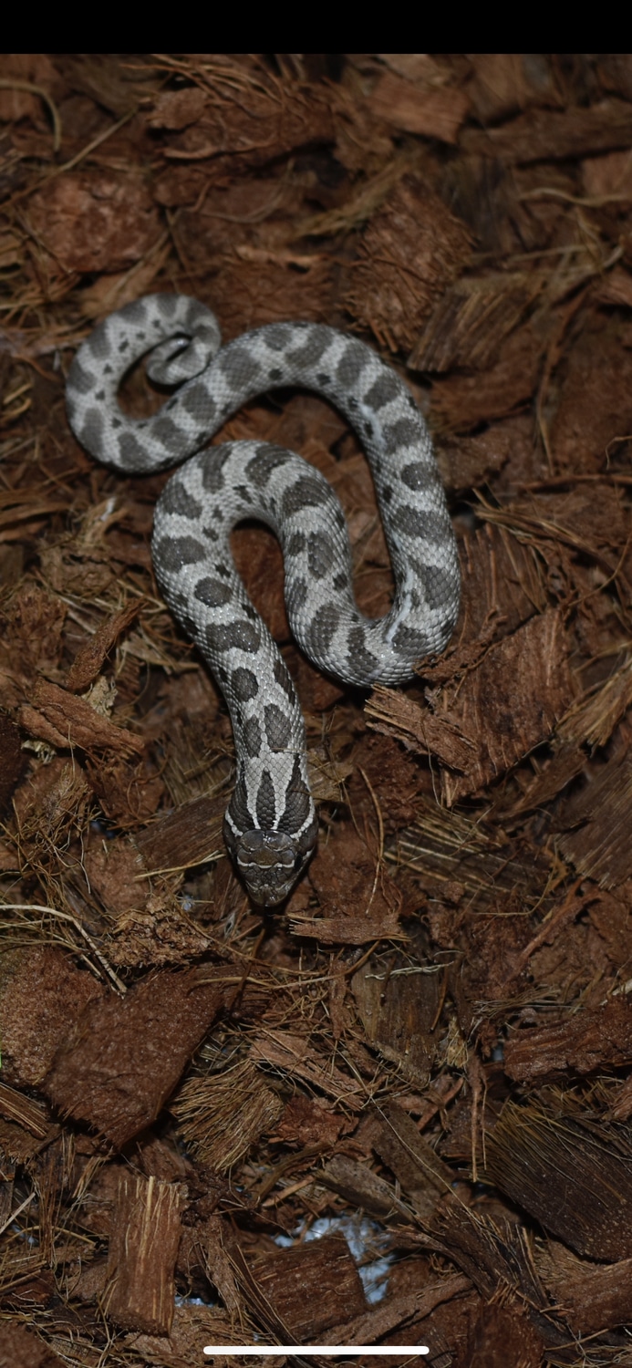Axanthic Anaconda Poss Het Snow Western Hognose by Exotic Entities ...