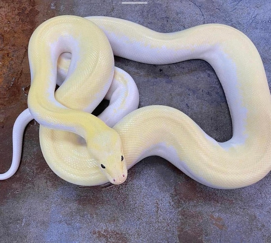 Ivory 100% Het Labyrinth Burmese Python by Exotic Entities