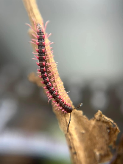 Pink Dragon Millipedes by Exotic Entities