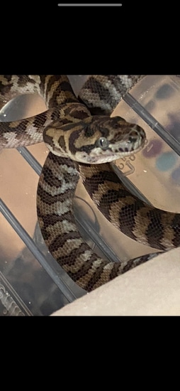 Axanthic 66% Het Granite Irian Jaya Carpet Python by King & Queen Reptiles