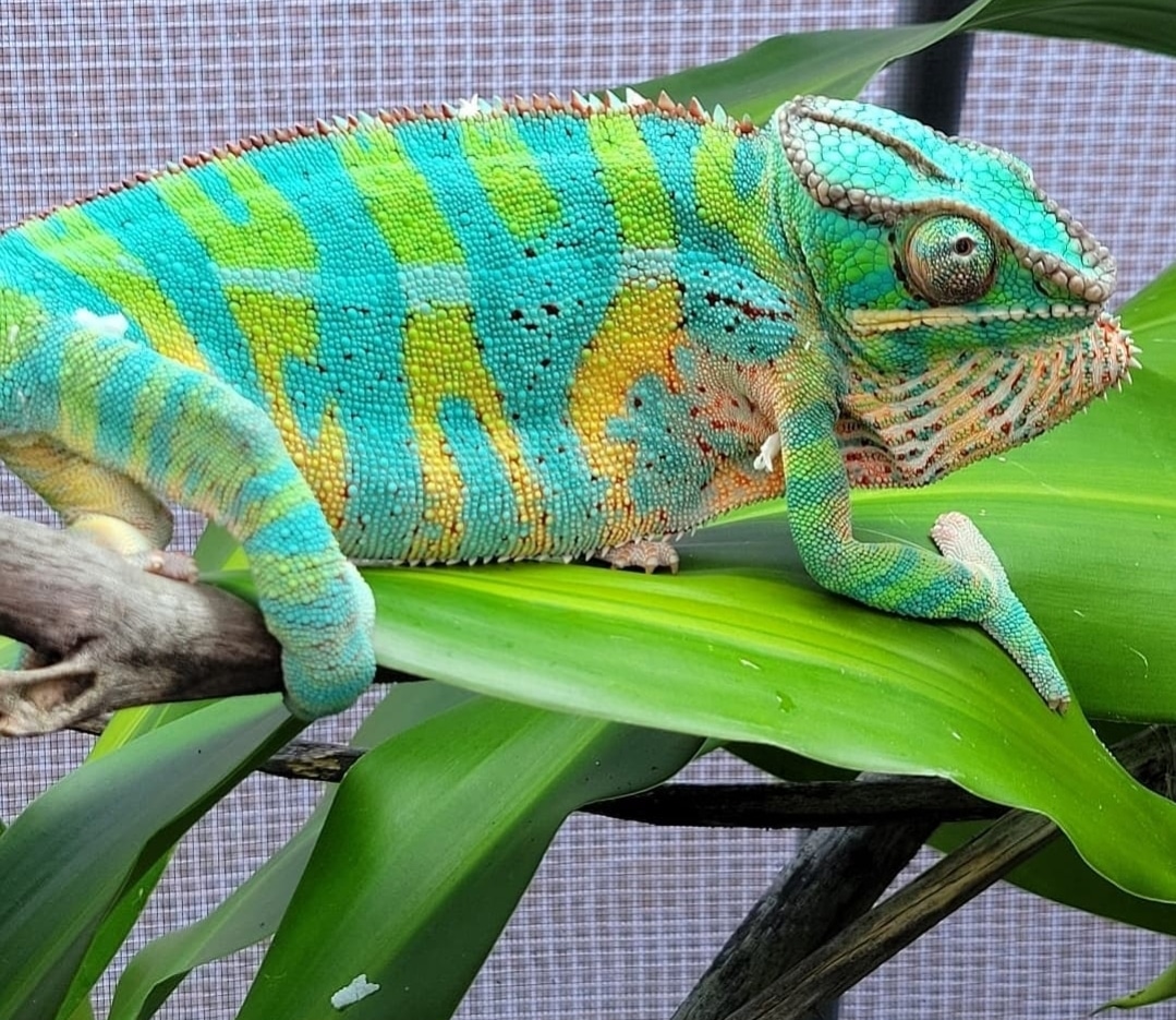 Updated Pic** 3 Month Old Male Already Getting Gorgeous Blue Greens ...