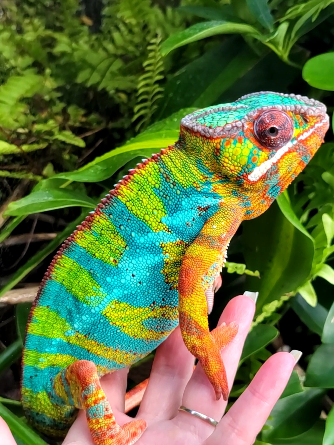 Free Shipping For Monday! 3 Month Old Ambilobe Female Other Chameleon ...