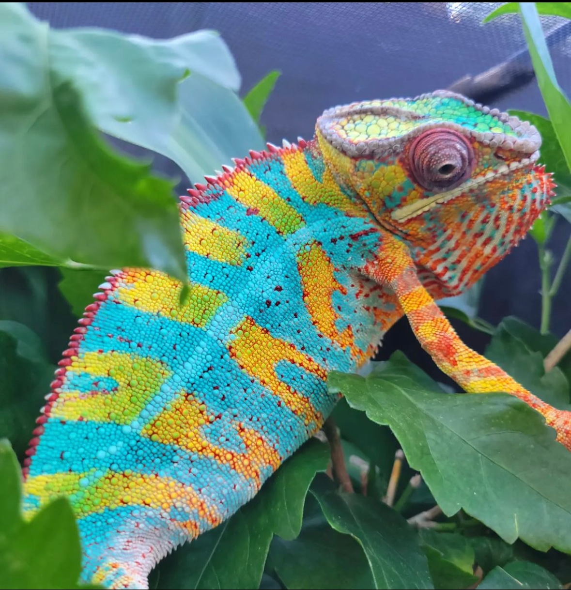 3 Month Old Boy By Spitfire! Excellent Lineage Other Chameleon by King ...