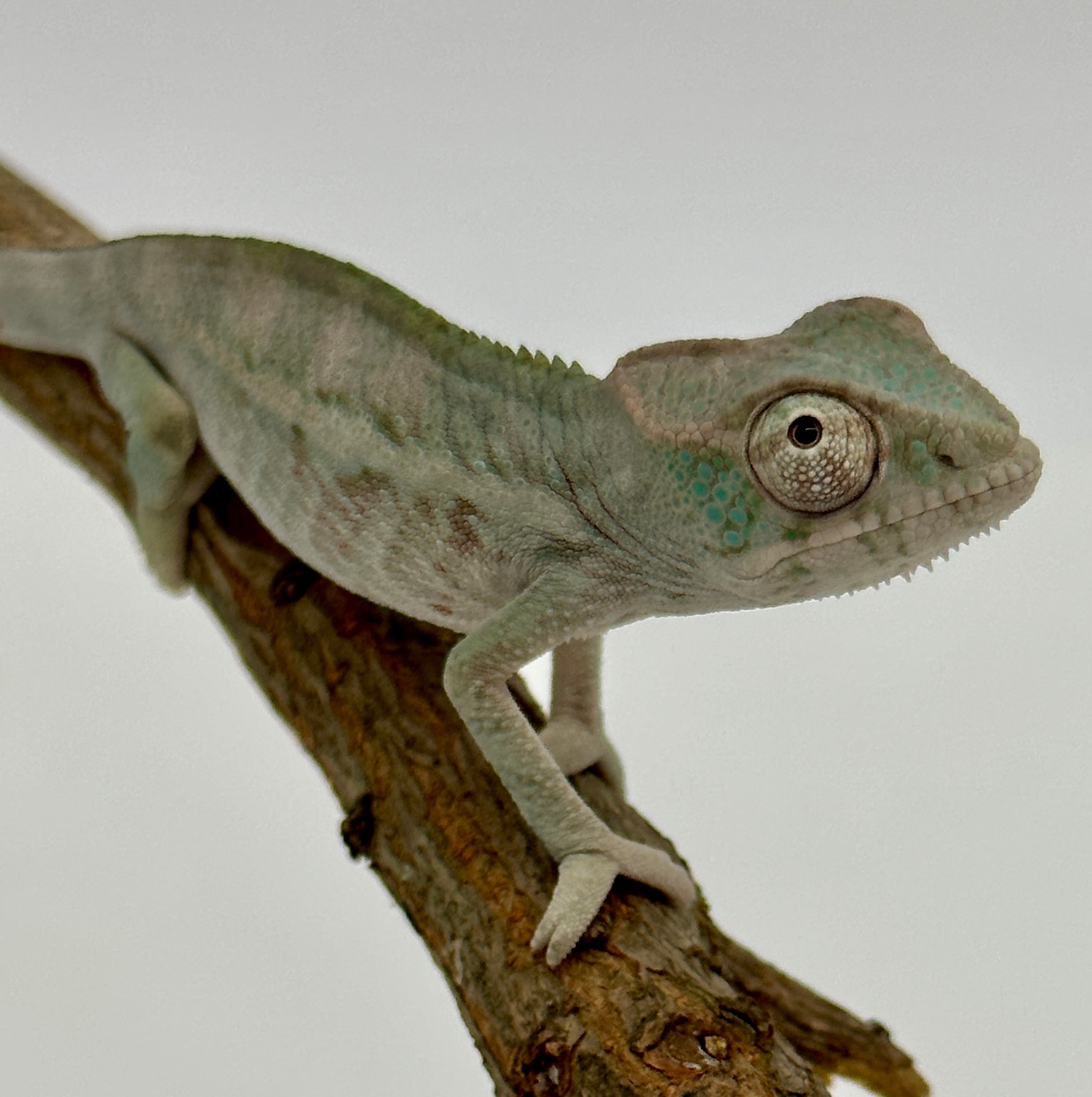 3 Month Old Male Ambilobe Panther Chameleon by King Chams - MorphMarket