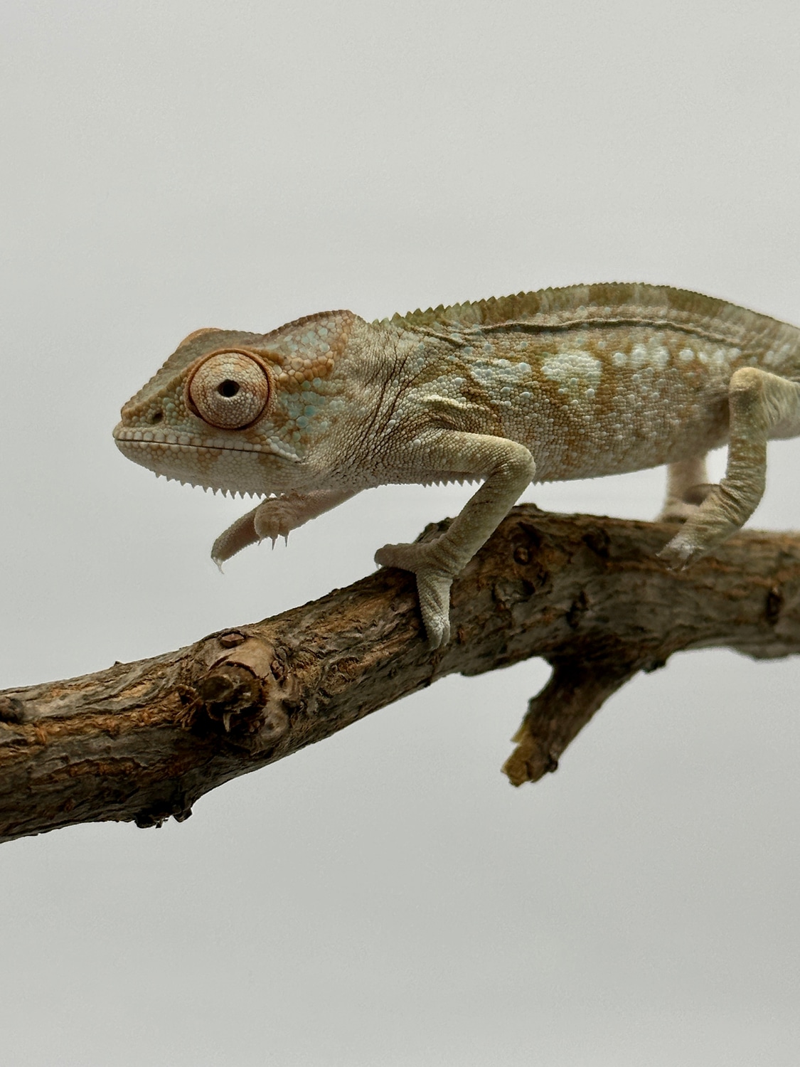 Ambanja Female 3 Months Panther Chameleon by King Chams - MorphMarket