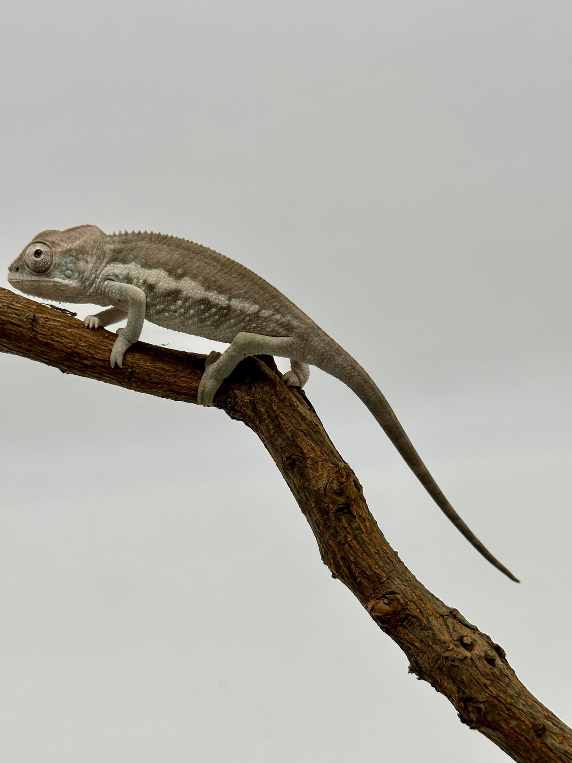 3 Month Male Panther Chameleon by King Chams - MorphMarket