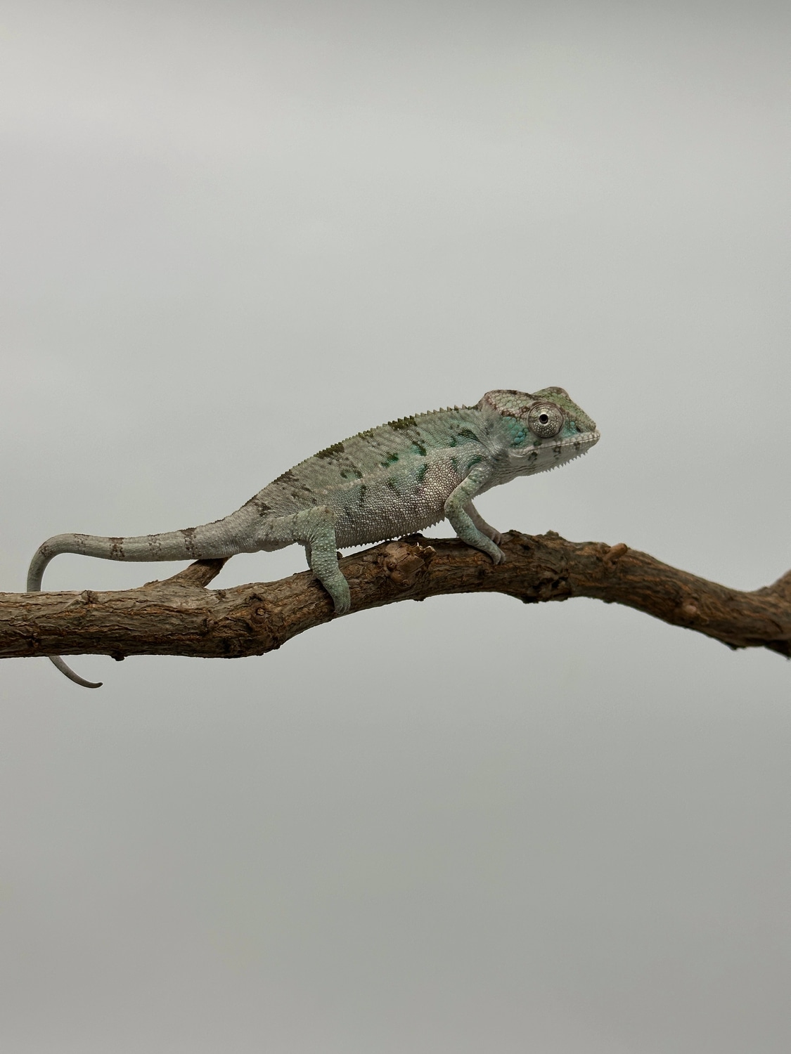 3 Month Male Ambilobe Panther Chameleon by King Chams - MorphMarket