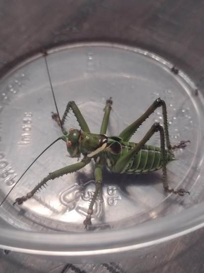 Giant Arid Land Katydids (Neobarettia Spinosa) More Invertebrate by Big ...
