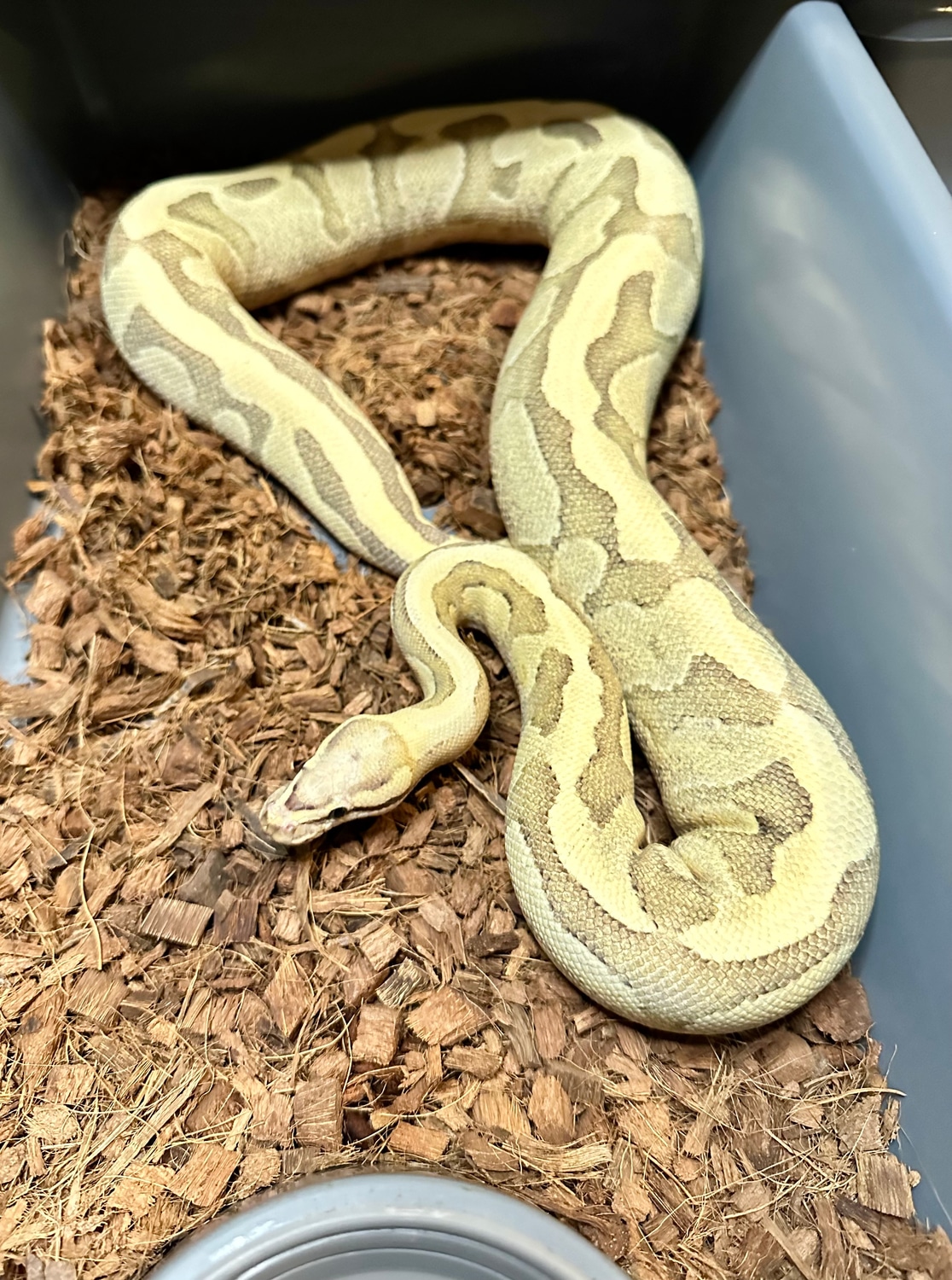 Vanilla Cream Het Clown (1600 Grams) Ball Python by Windy City Morphs ...