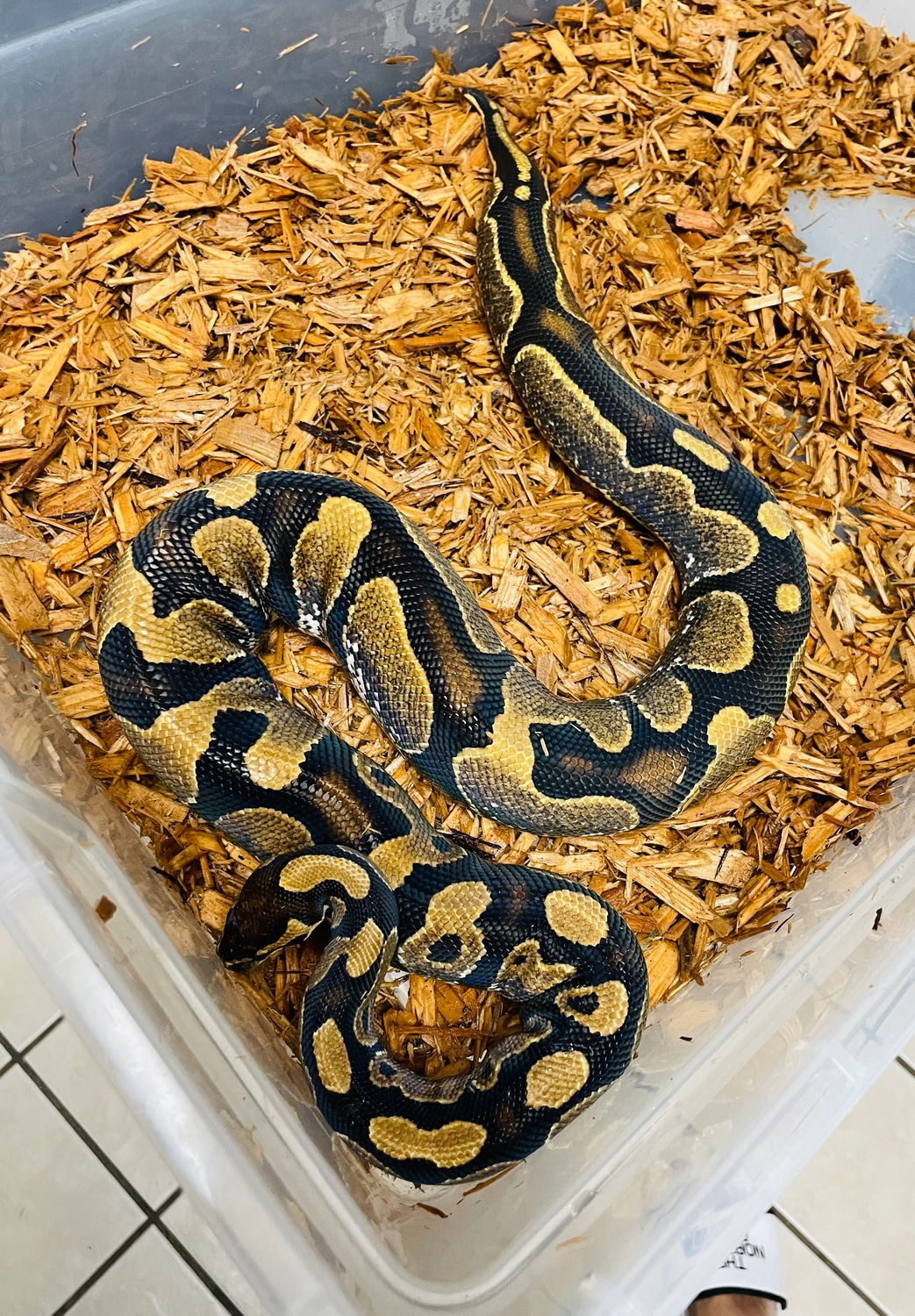 Sugar 100% Het Sunset (1039 Grams) Ball Python by Windy City Morphs ...