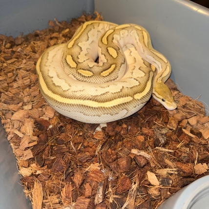 Windy City Morphs - MorphMarket