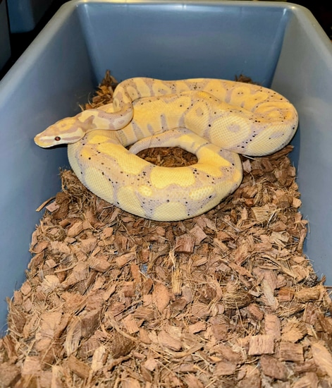 Leopard Coral Glow Het Clown( (1445 Grams) Ball Python by Windy City Morphs