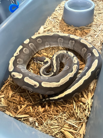 GHI Mojave Het Clown (1400 Grams) Ball Python by Windy City Morphs