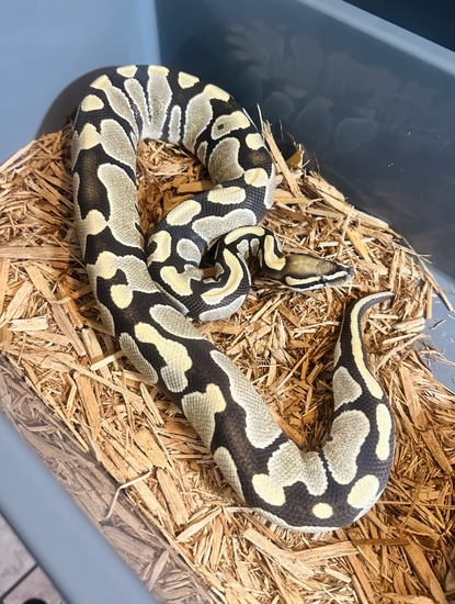 Dg (Enhancer Line) Het Pied Ball Python by Windy City Morphs