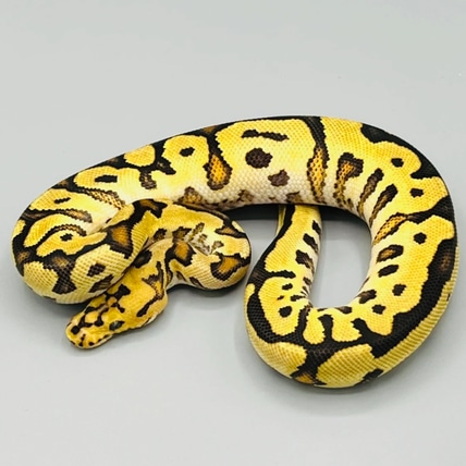 Windy City Morphs - MorphMarket