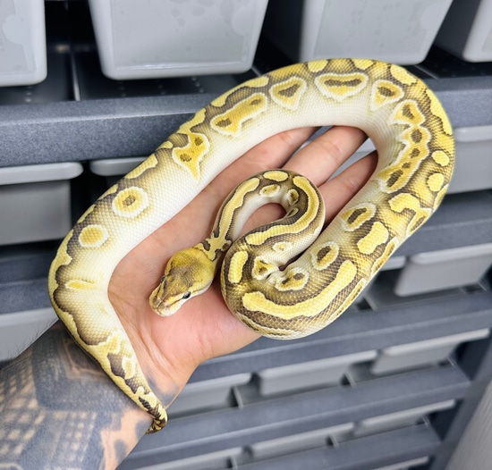 Od Wookie Butter Het Clown Ball Python by Windy City Morphs