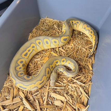 Windy City Morphs - MorphMarket