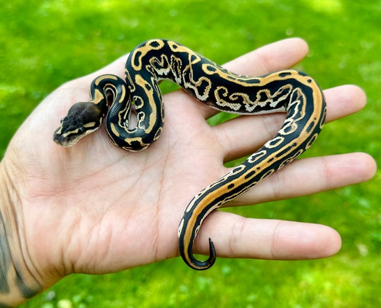Barnhart Bp Leopard Cypress Wookie Dbl Het Hypo Clown/ Cryptic Ball ...