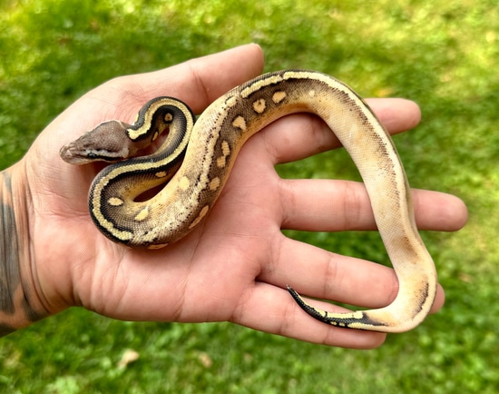 Pastel Stranger Calico Dbl Het Dg Cryptic Pos Het Monsoon Ball Python ...