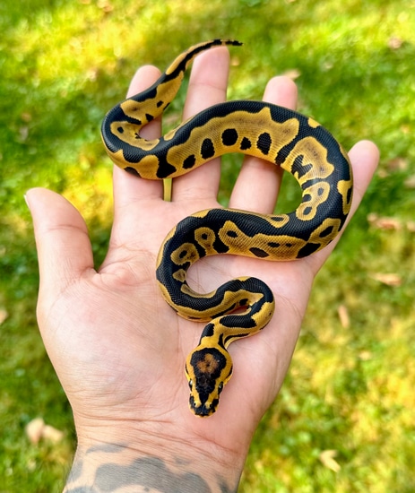 Orange Dream Leopard Crypton Dbl Het Ultramel Hypo Ball Python by Windy ...