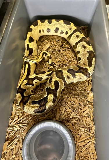 Od Leopard Fire Het Clown Ball Python by Windy City Morphs